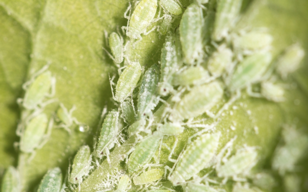 Russet Mites – BioSafe Systems