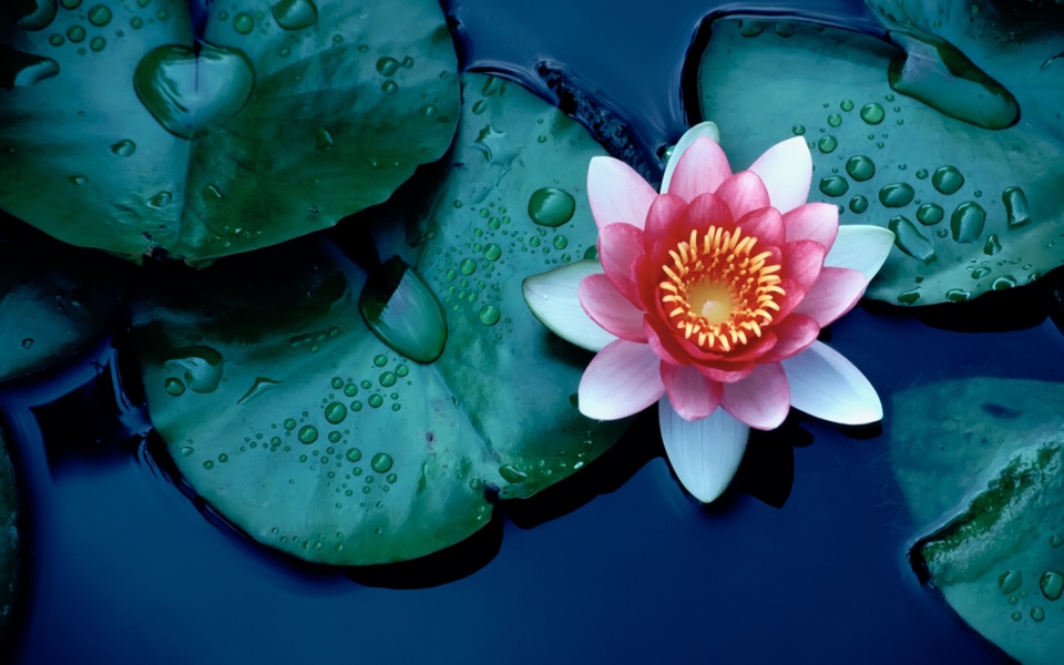 GreenClean® Pond Block – BioSafe Systems