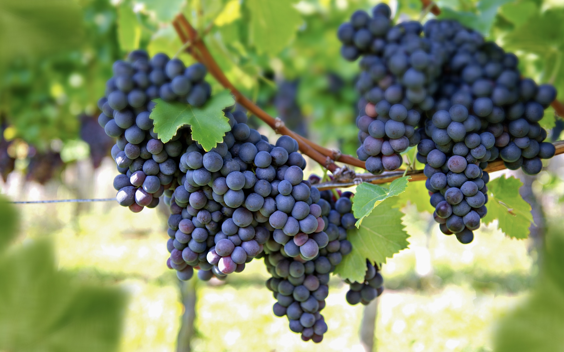 Biochemistry Offers a New Defense for Vineyards – BioSafe Systems