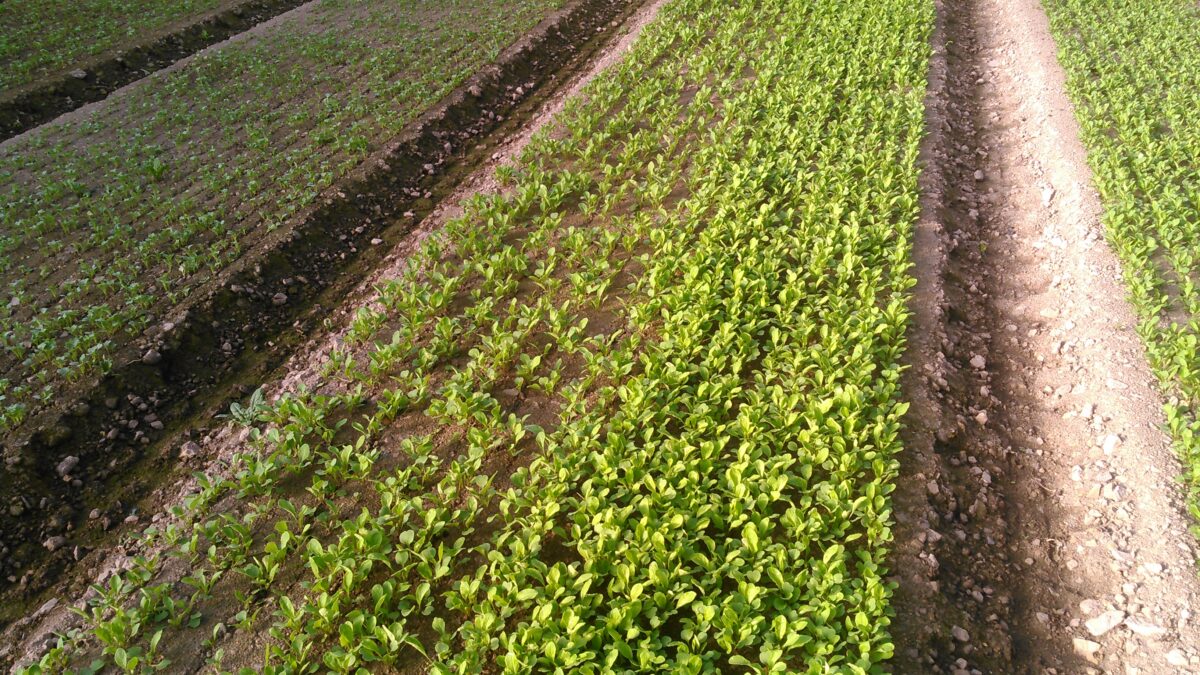 Good Dirt: Building Sustainable Soils from the Ground Up – BioSafe Systems