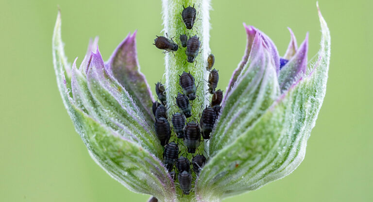 Aphid Control Starts with Knowing Your Genus – BioSafe Systems