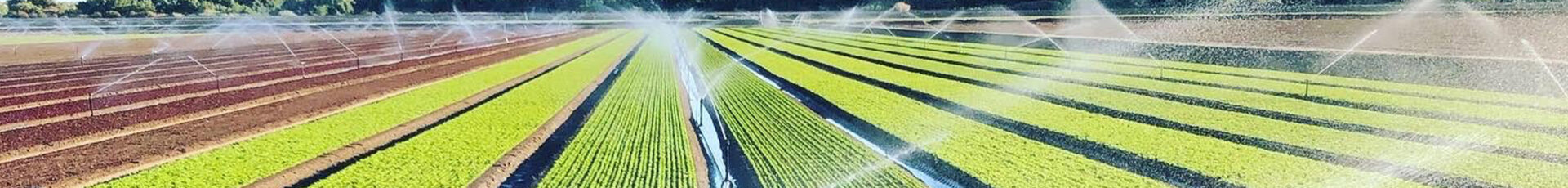 From the Field to EPA Registration:The Story of SaniDate 12.0 Achieving ...